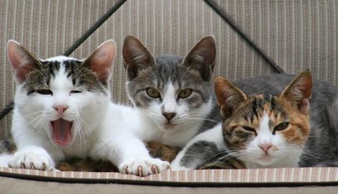 Cats Do Control Humans, Study Finds | Live Science