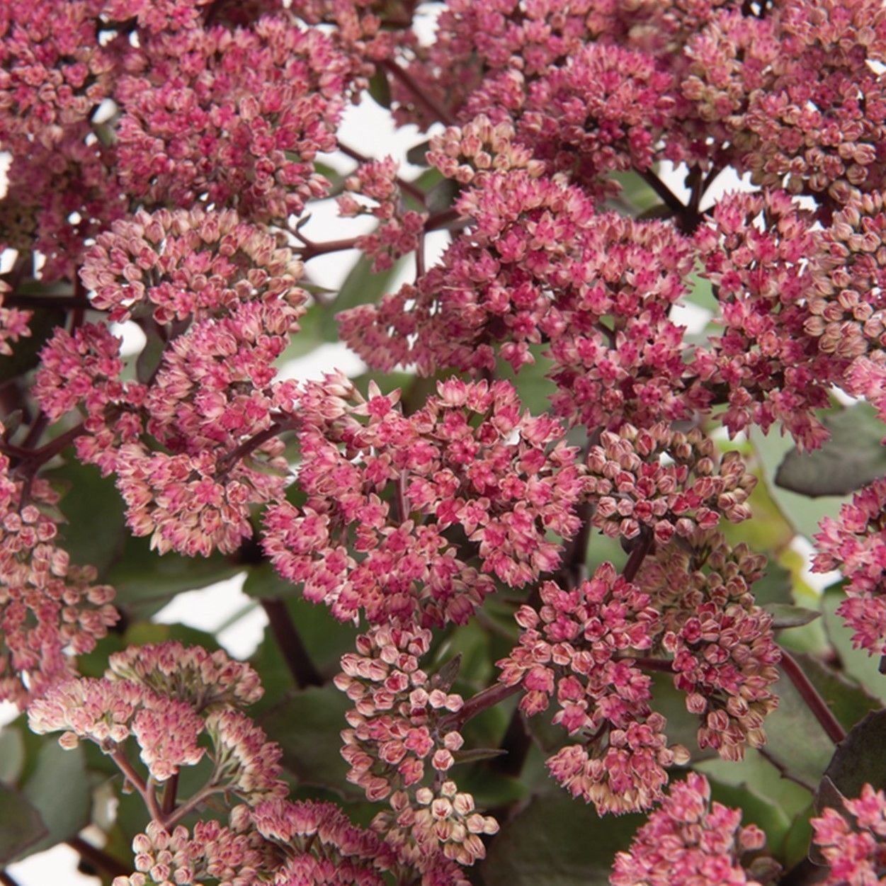 How to grow sedums for a pollinator-friendly garden | Ideal Home