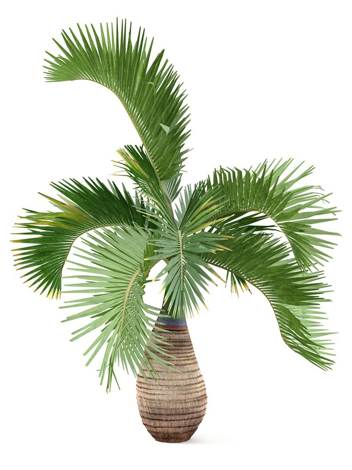 Bottle Palm Tree Care: Learn How To Grow A Bottle Palm Tree | Gardening ...