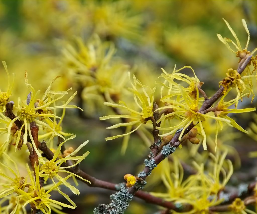 Best witch hazel varieties: unusual shrub recommendations | Homes and ...