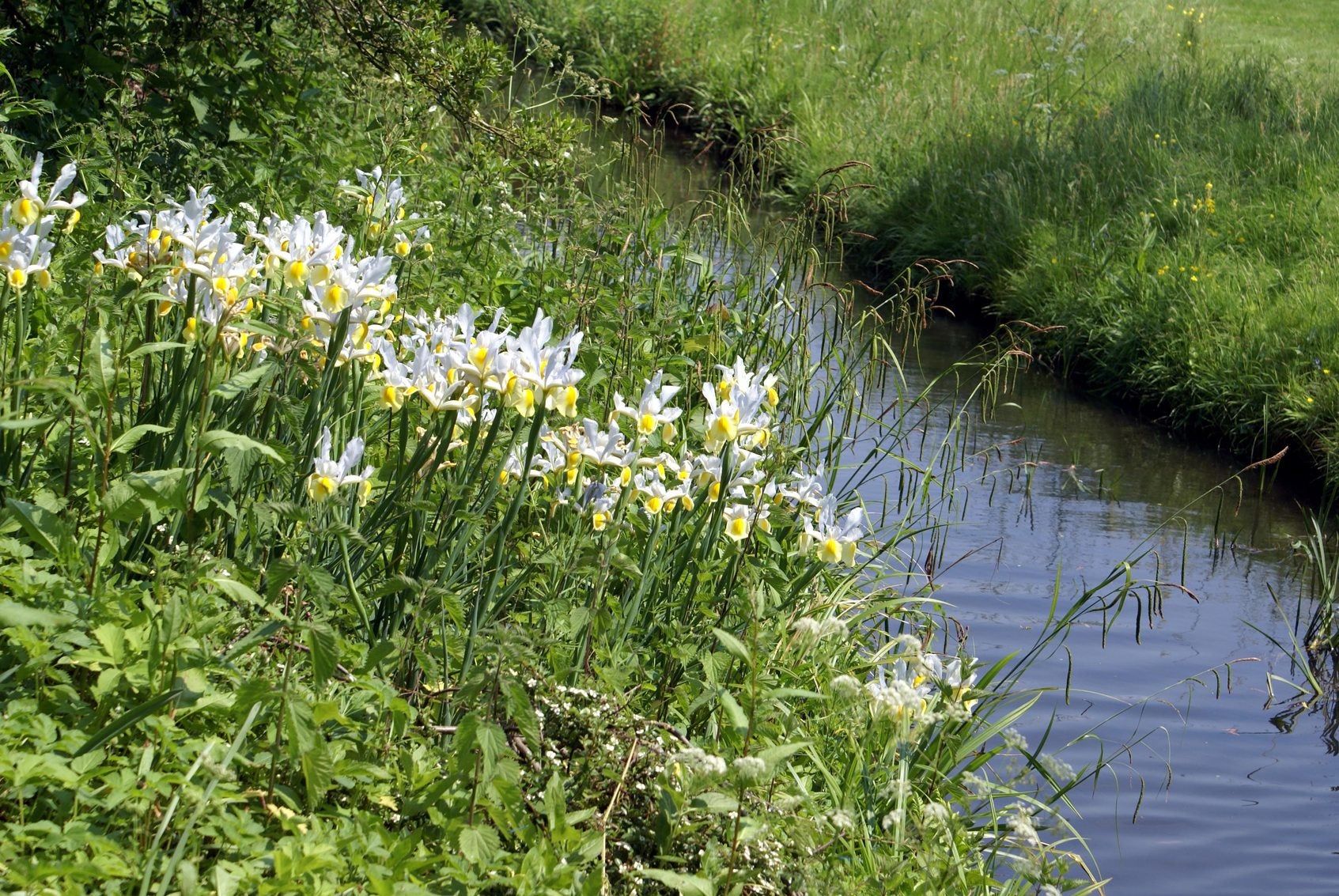 River Bank Landscaping: How To Choose Plants Suitable For River Banks ...