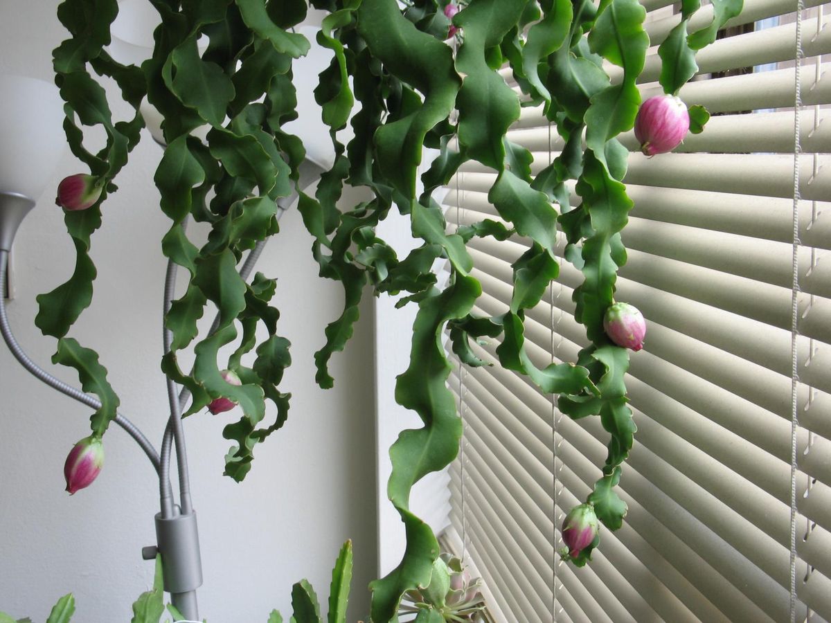 Curly Locks Orchid Cactus Care: Learn About Epiphyllum Curly Locks ...