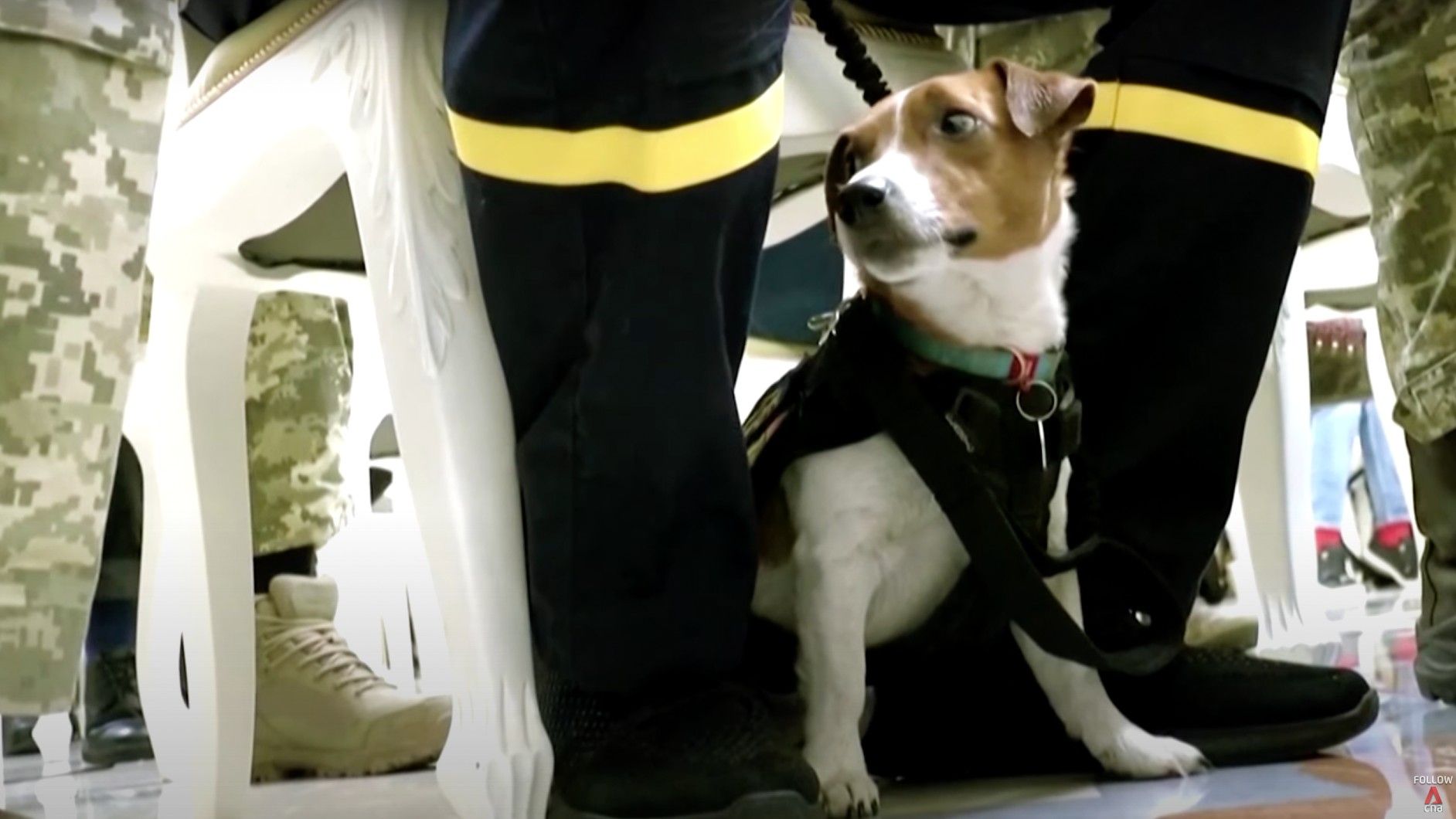 Patron the dog awarded Ukrainian medal of honor for saving hundreds of ...