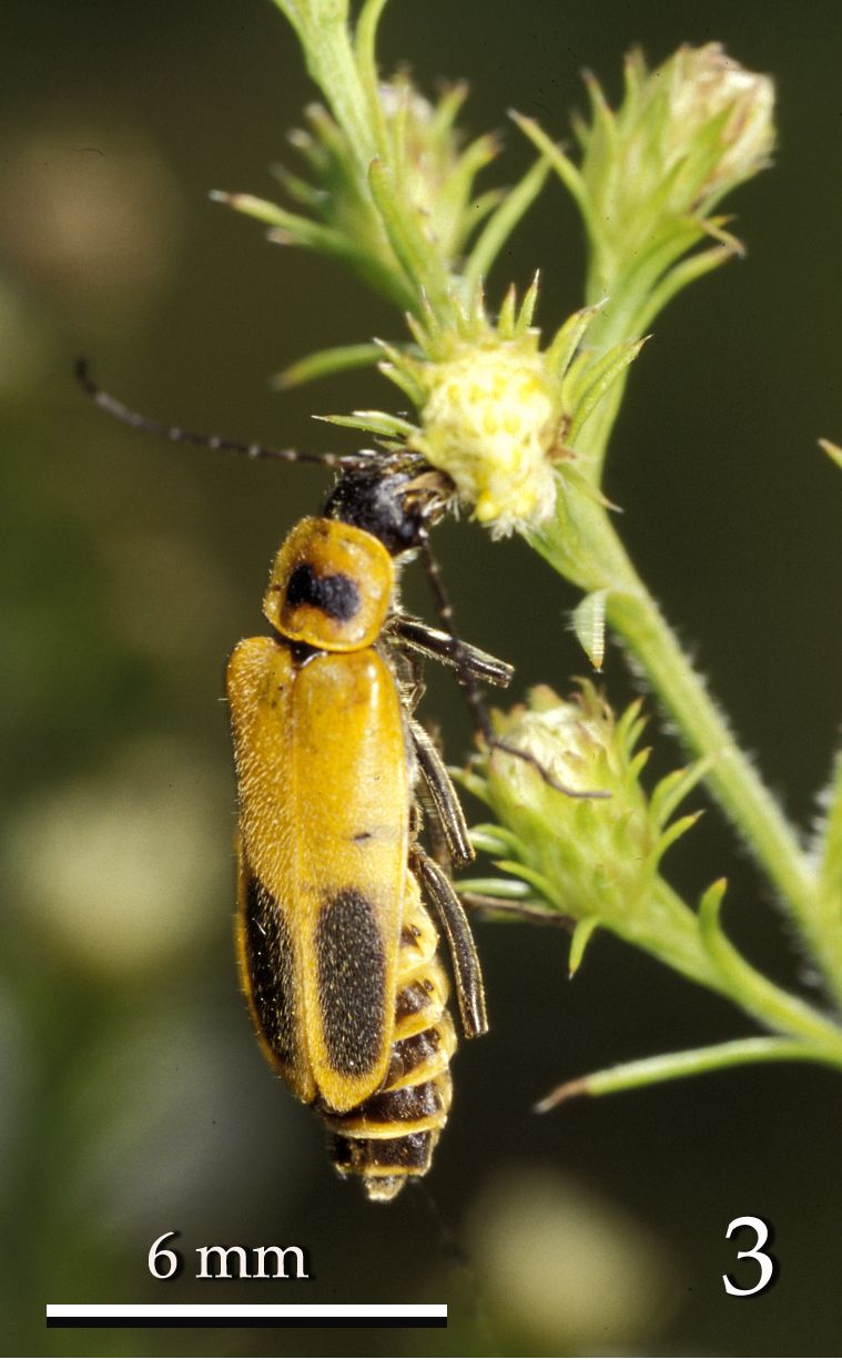 Photos: Zombie Beetles Hang from Flowers | Live Science