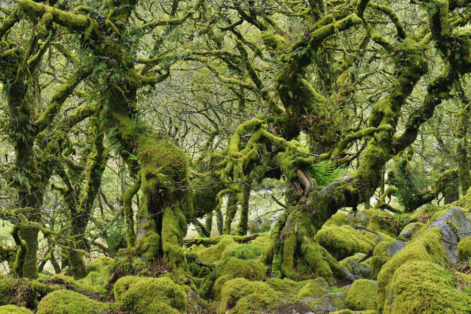 Temperate rainforests are being planted all over Britain — what are ...