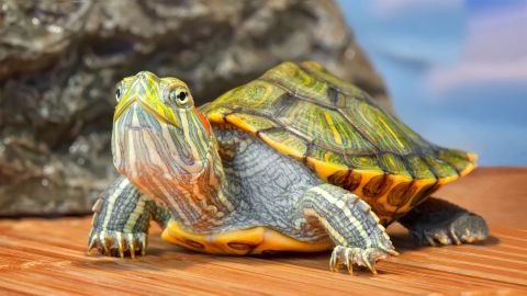 32 tips for taking care of pet turtles | PetsRadar