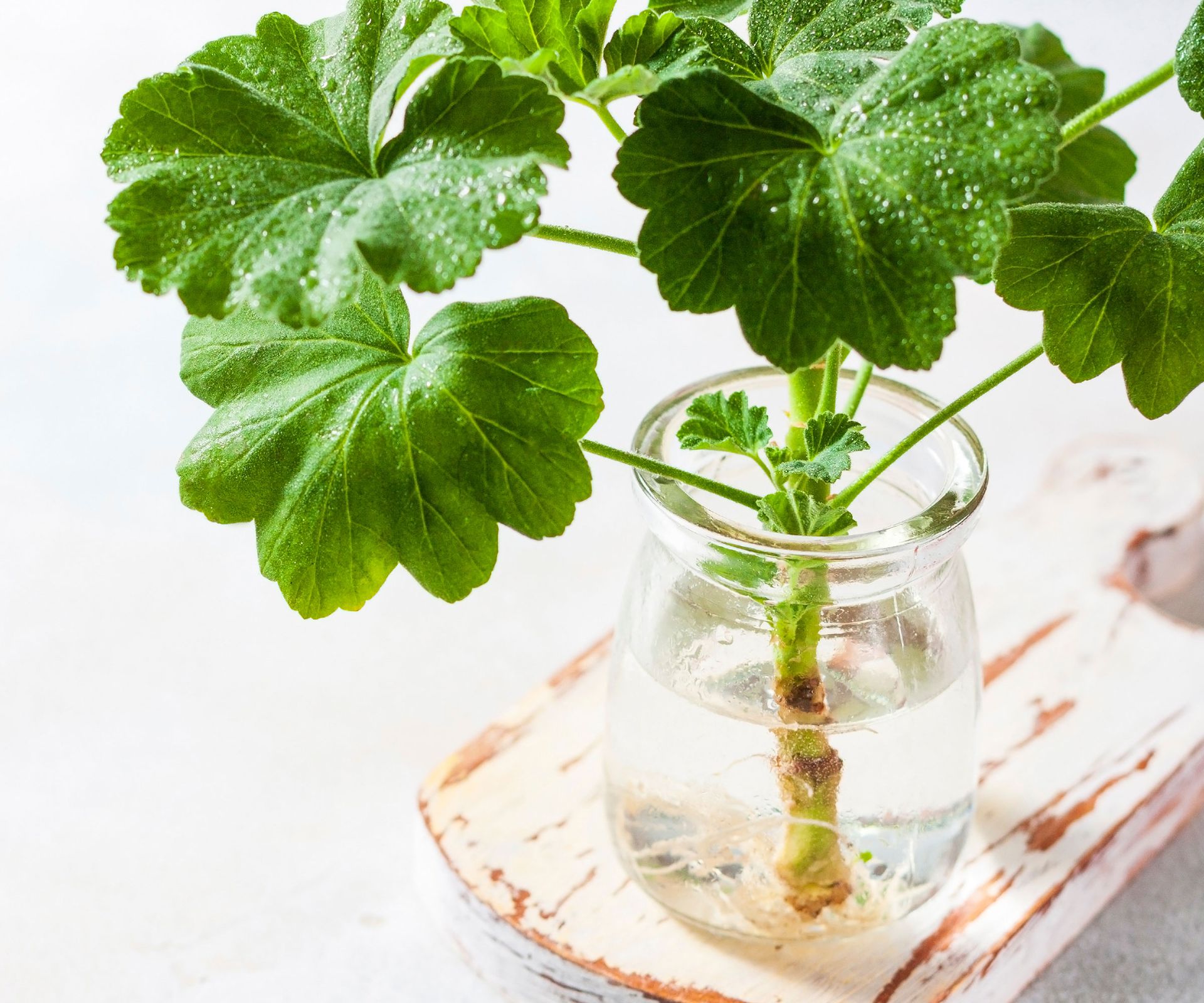 Why Growing Geraniums In Containers Makes Them Last Longer | Gardening ...