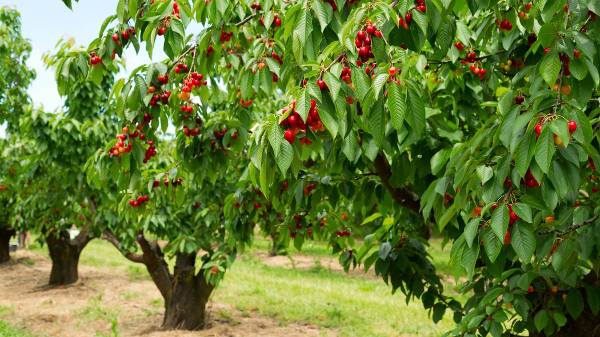 7 best small trees for a compact yard | Tom's Guide
