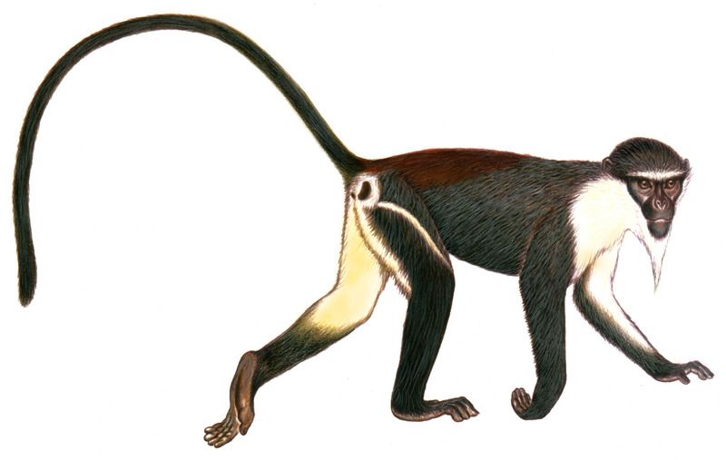 Image Gallery: 25 Primates in Peril | Live Science