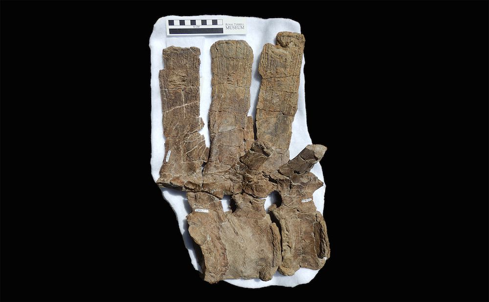 Dinosaur Gets Strange Diagnosis 78 Million Years After Its Death | Live ...