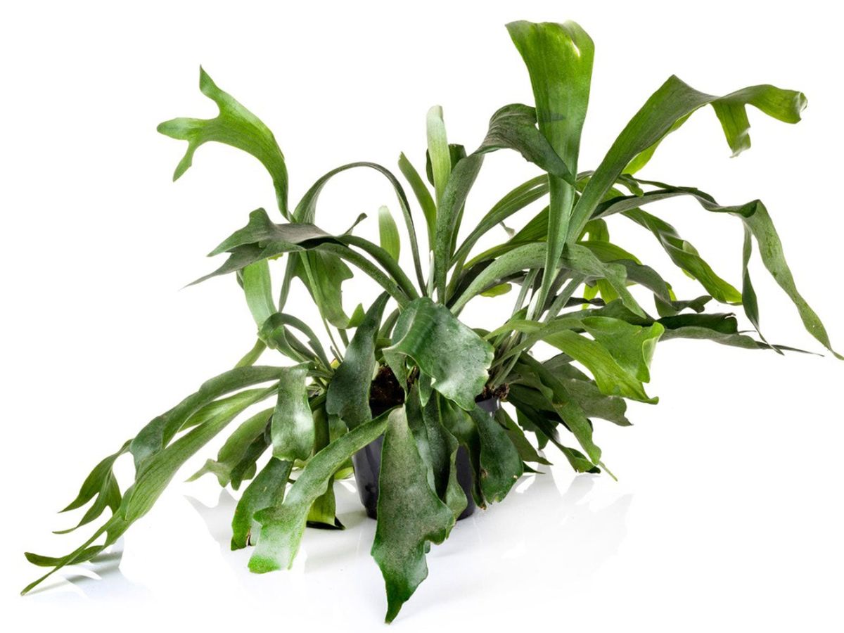Staghorn Fern Care - How To Grow A Staghorn Fern Indoors And In The ...