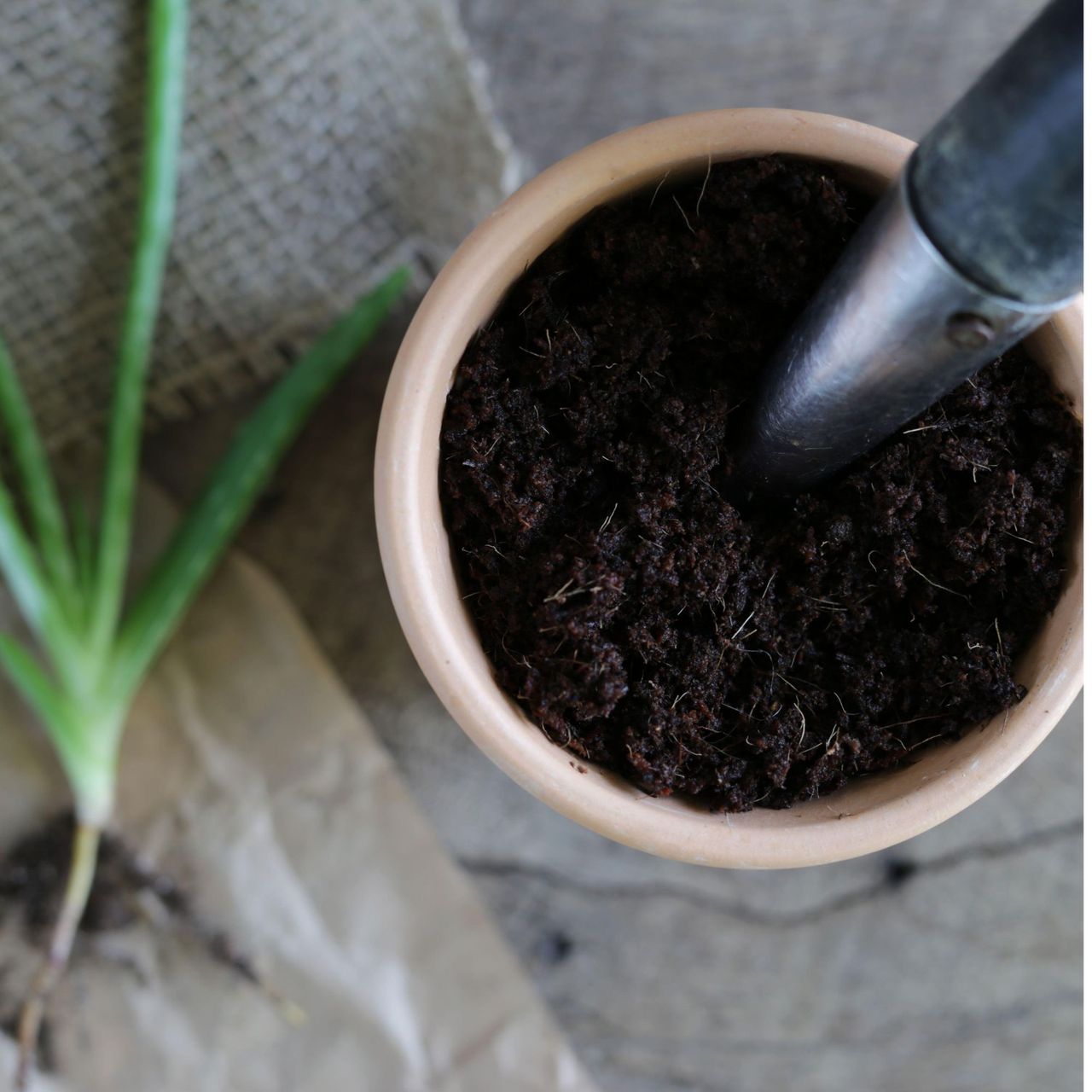 How to propagate aloe vera: a step-by-step guide | Ideal Home