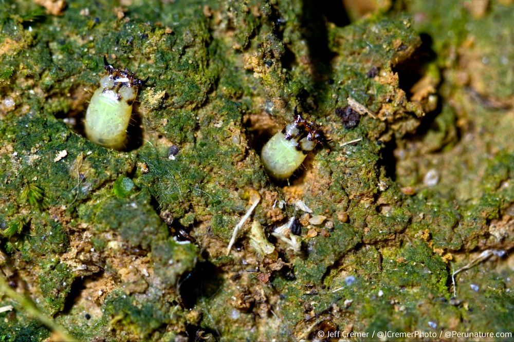 Photos: A Green Glow Worm from the Amazon | Live Science