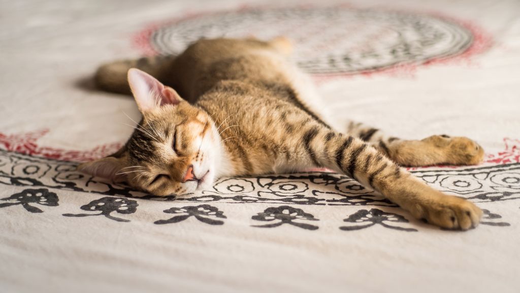 32 types of rare cat breeds | PetsRadar