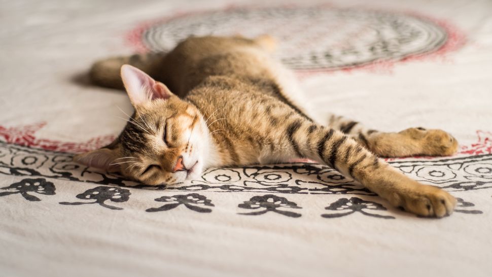 32 types of rare cat breeds | PetsRadar