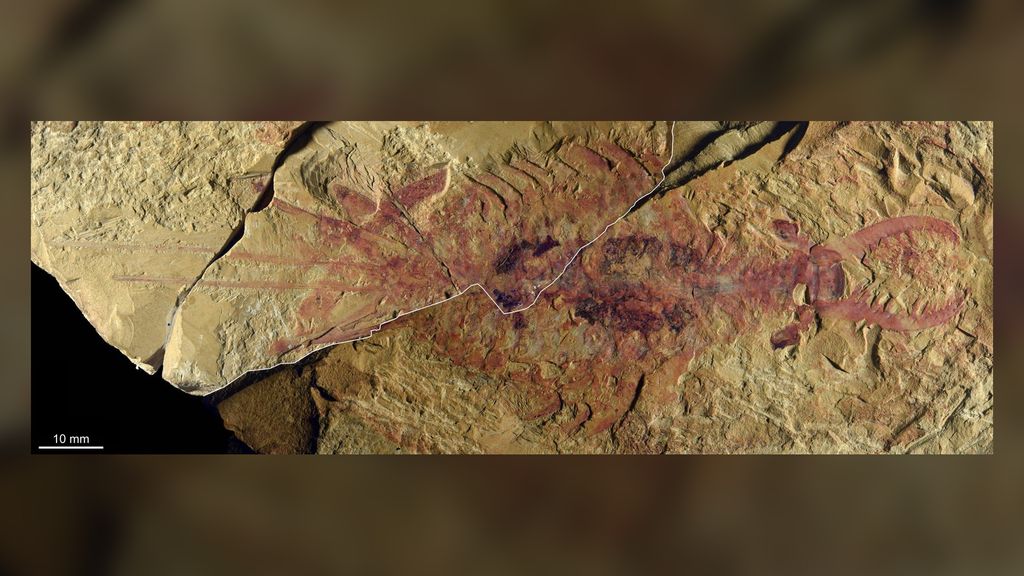 Ancient and bizarre 'innovation crab' from China had eyes on stalks ...