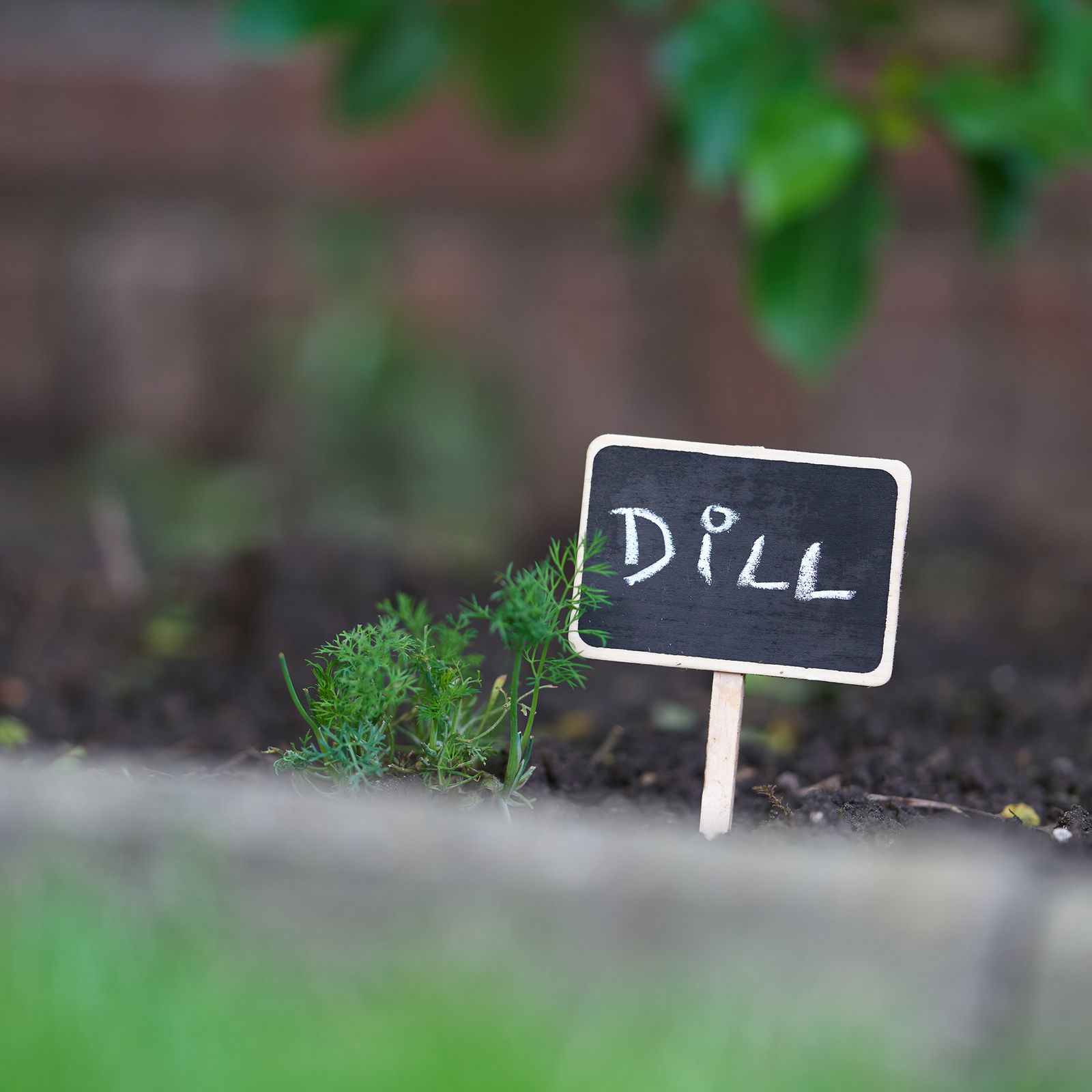 How to prune dill | Homes and Gardens