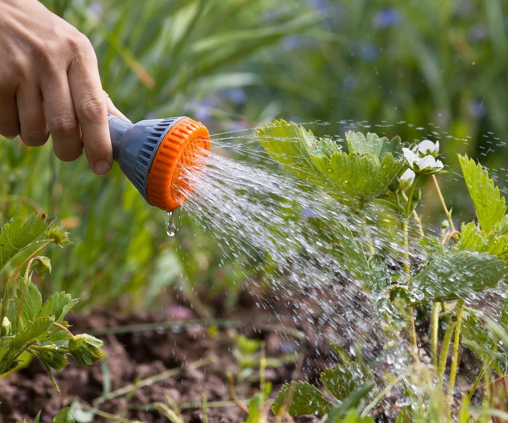 Overwatering outdoor plants: how to spot signs of a problem | Homes and ...