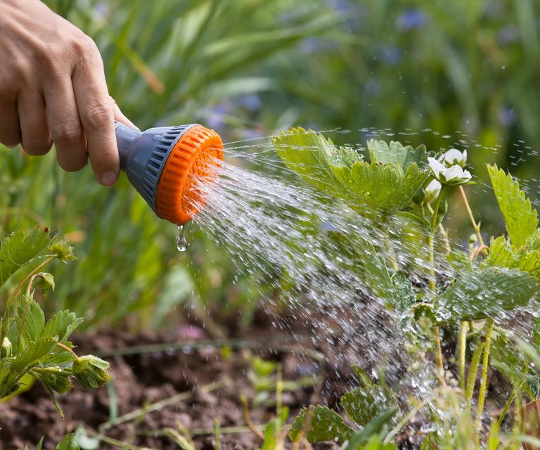 Overwatering outdoor plants: how to spot signs of a problem | Homes and ...