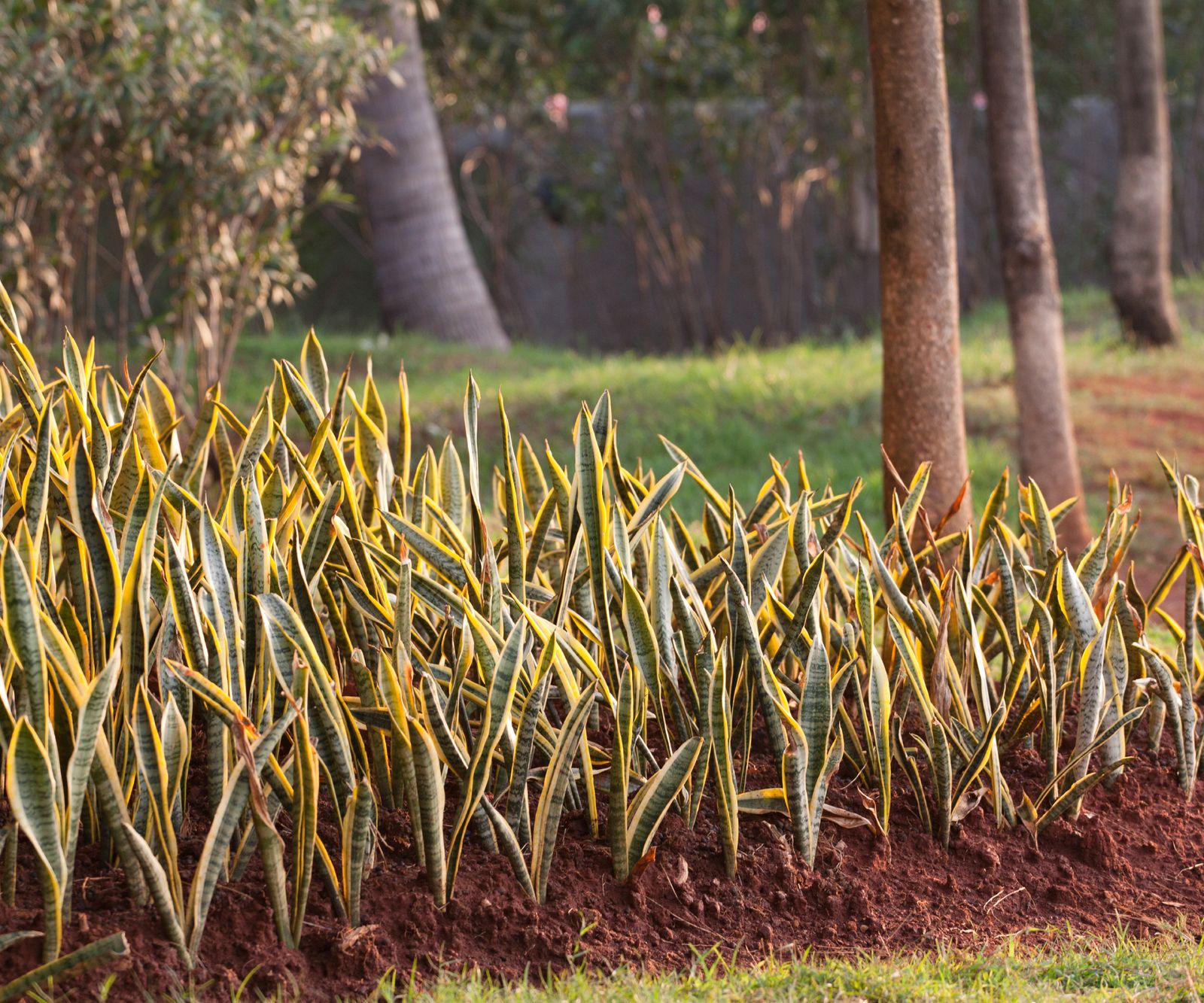 Can Snake Plants Live Outside? What You Need To Know | Gardening Know How