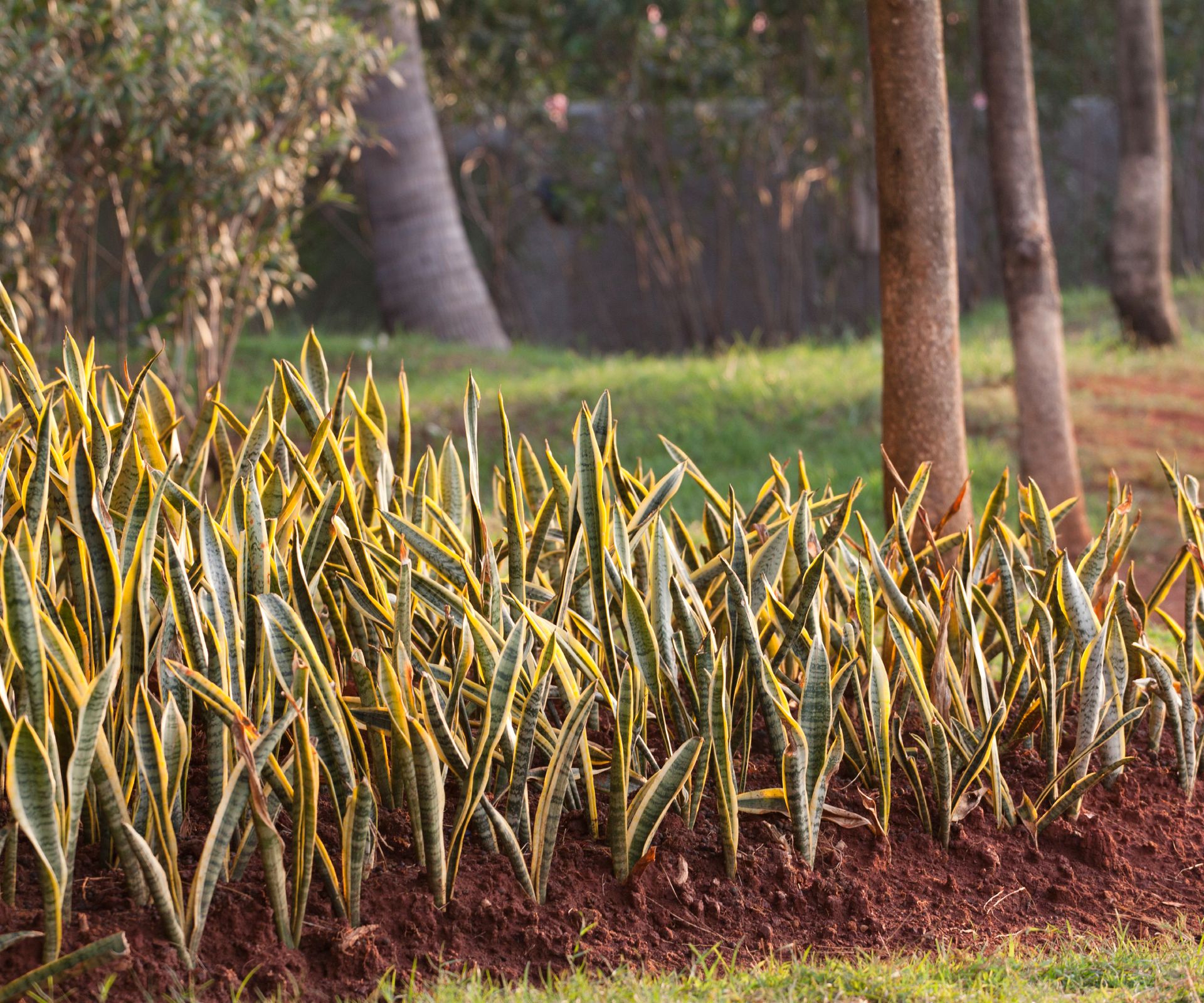 Can Snake Plants Live Outside? What You Need To Know | Gardening Know How
