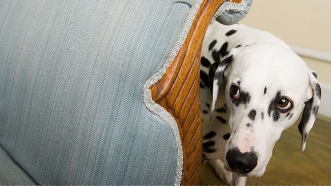 How do I know if I have a scared dog? Our vet explains | PetsRadar
