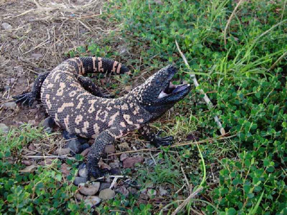 Gila Monster Photos: The Sluggish and Scaly Sweethearts of the American ...