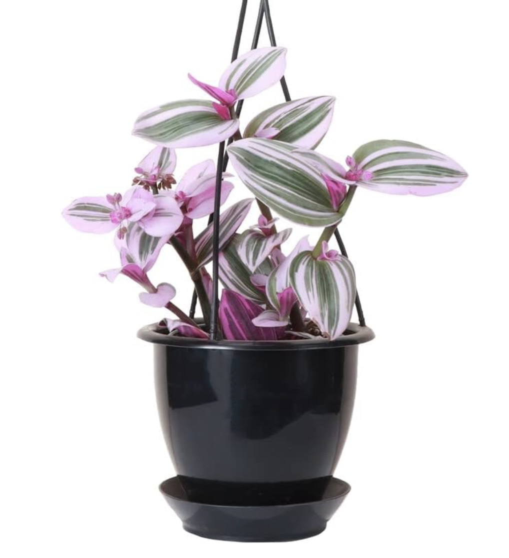 The 8 easiest and fastest plants to grow indoors | Livingetc