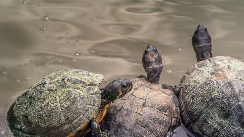 32 tips for taking care of pet turtles | PetsRadar