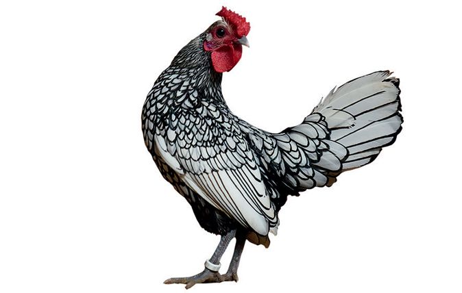 Fabulous feathers: 14 chicken breeds from around the world | Country Life