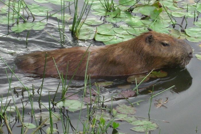 Facts About Capybaras | Live Science