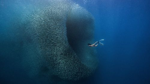 Photographer Steven Haining breaks world record for the deepest underwater photo shoot | Digital ...