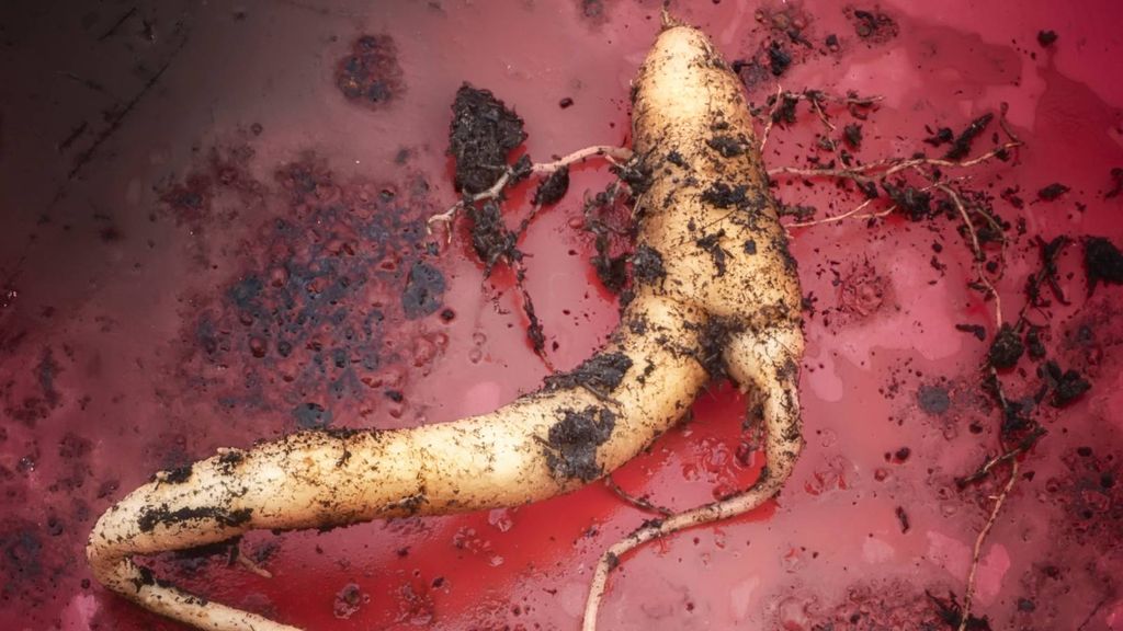 Stories About Mandrake: The Interesting History Of Mandrake Plants ...