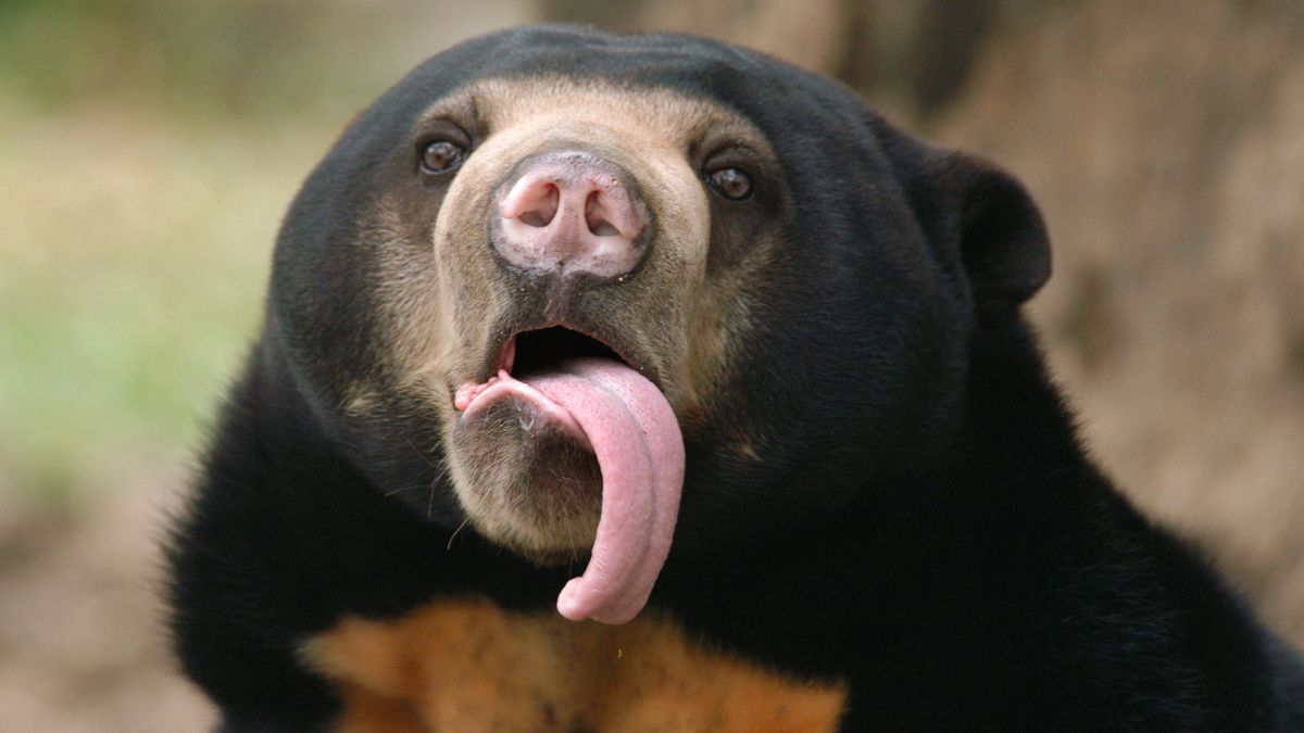 20 amazing animal tongues | Live Science