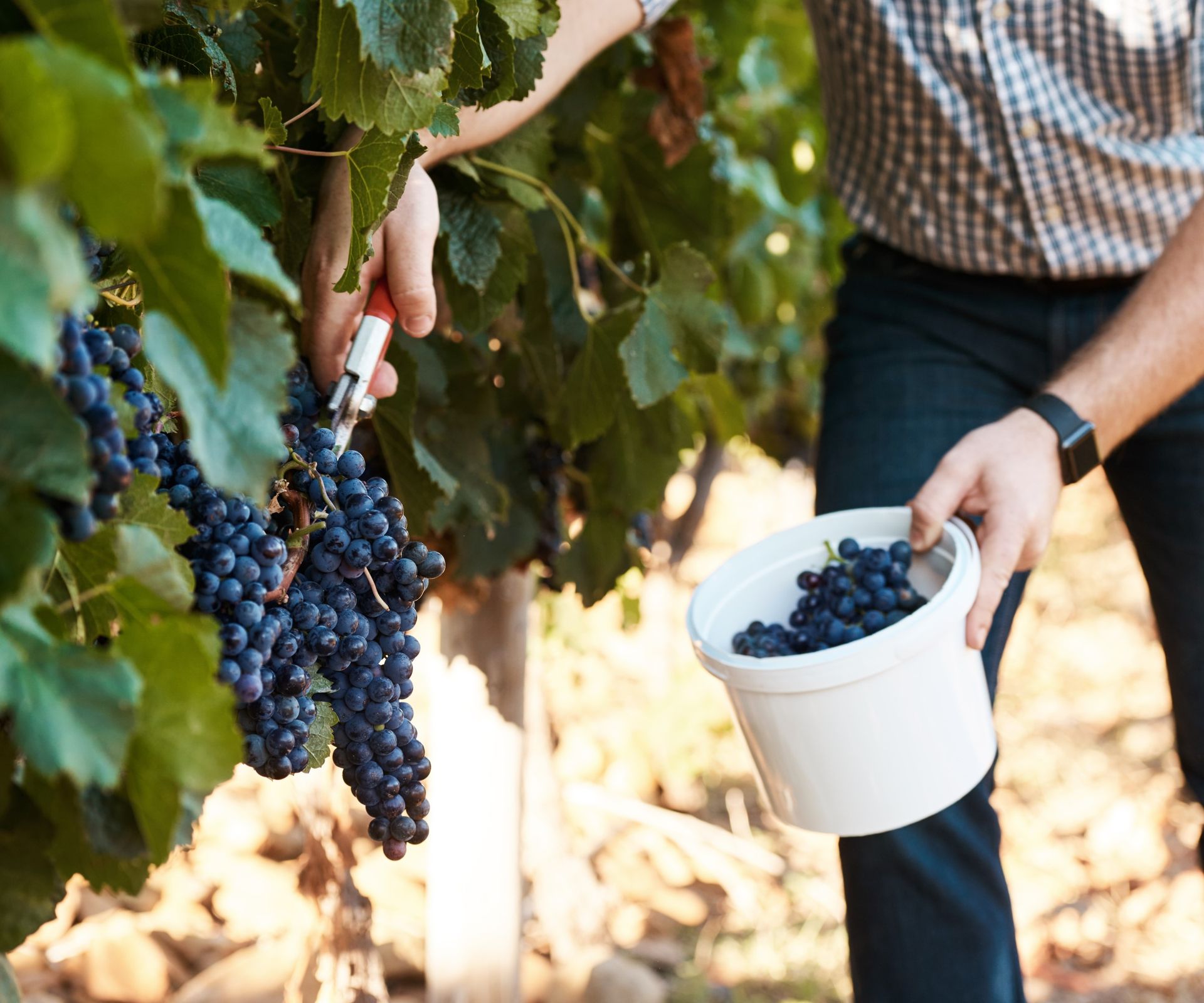 When to harvest grapes - expert tips for accurate picking | Homes and ...