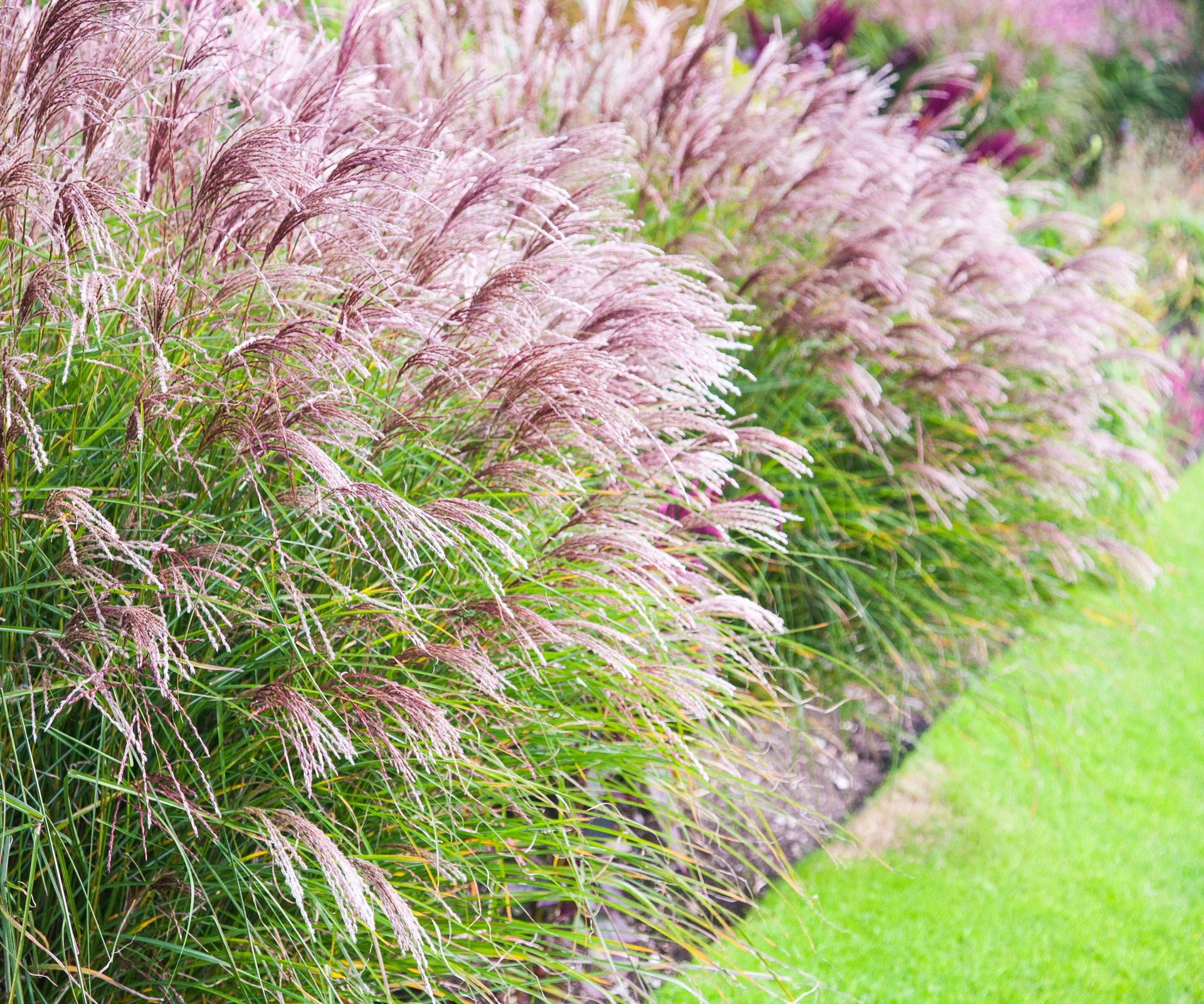 How to enclose a windy area of your yard? 9 stylish solutions | Homes ...