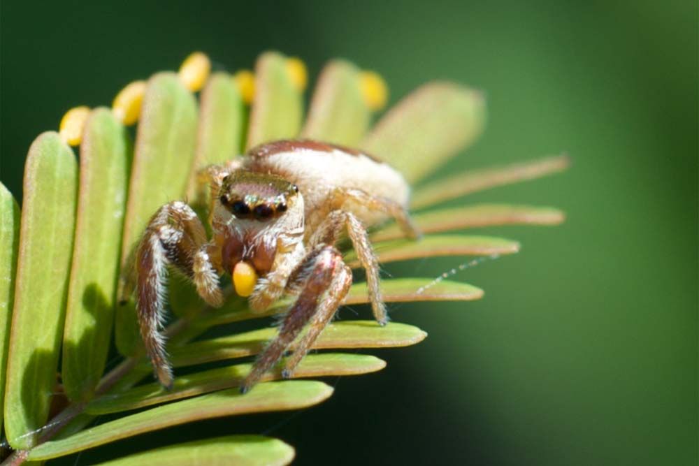 Spider Snacks: Photos of Plant-Eating Arachnids | Live Science