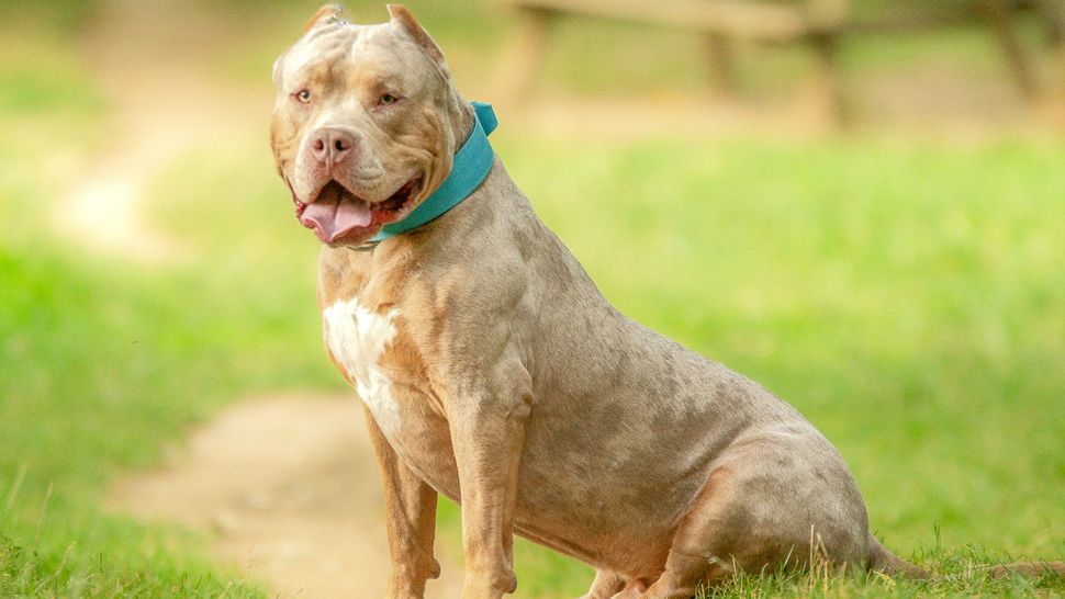 American Bully: Breed profile and information | PetsRadar
