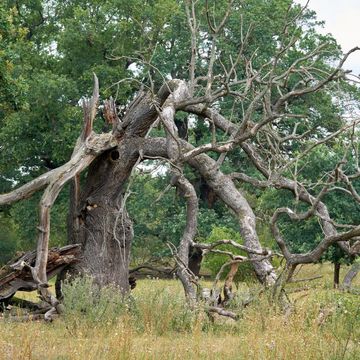Tips & Information about Trees | Gardening Know How