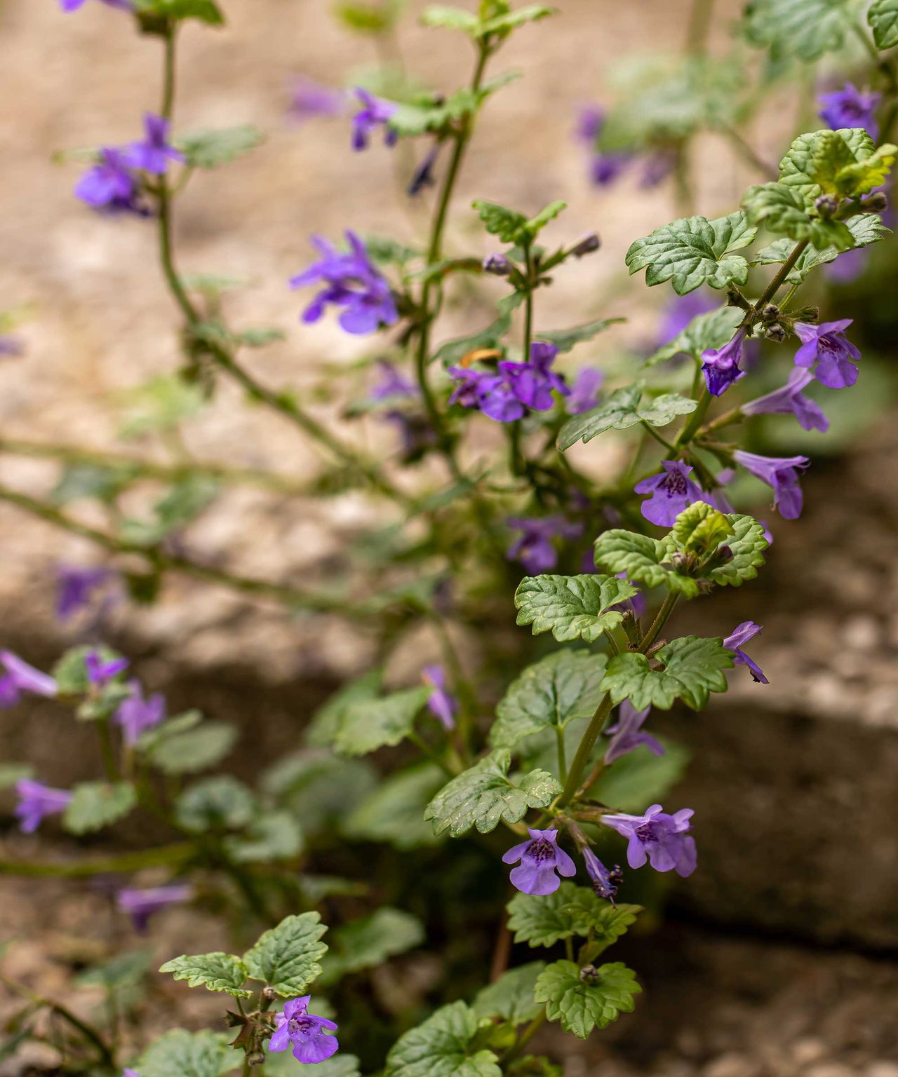 How to get rid of creeping Charlie: 6 tips for ground ivy | Homes and ...