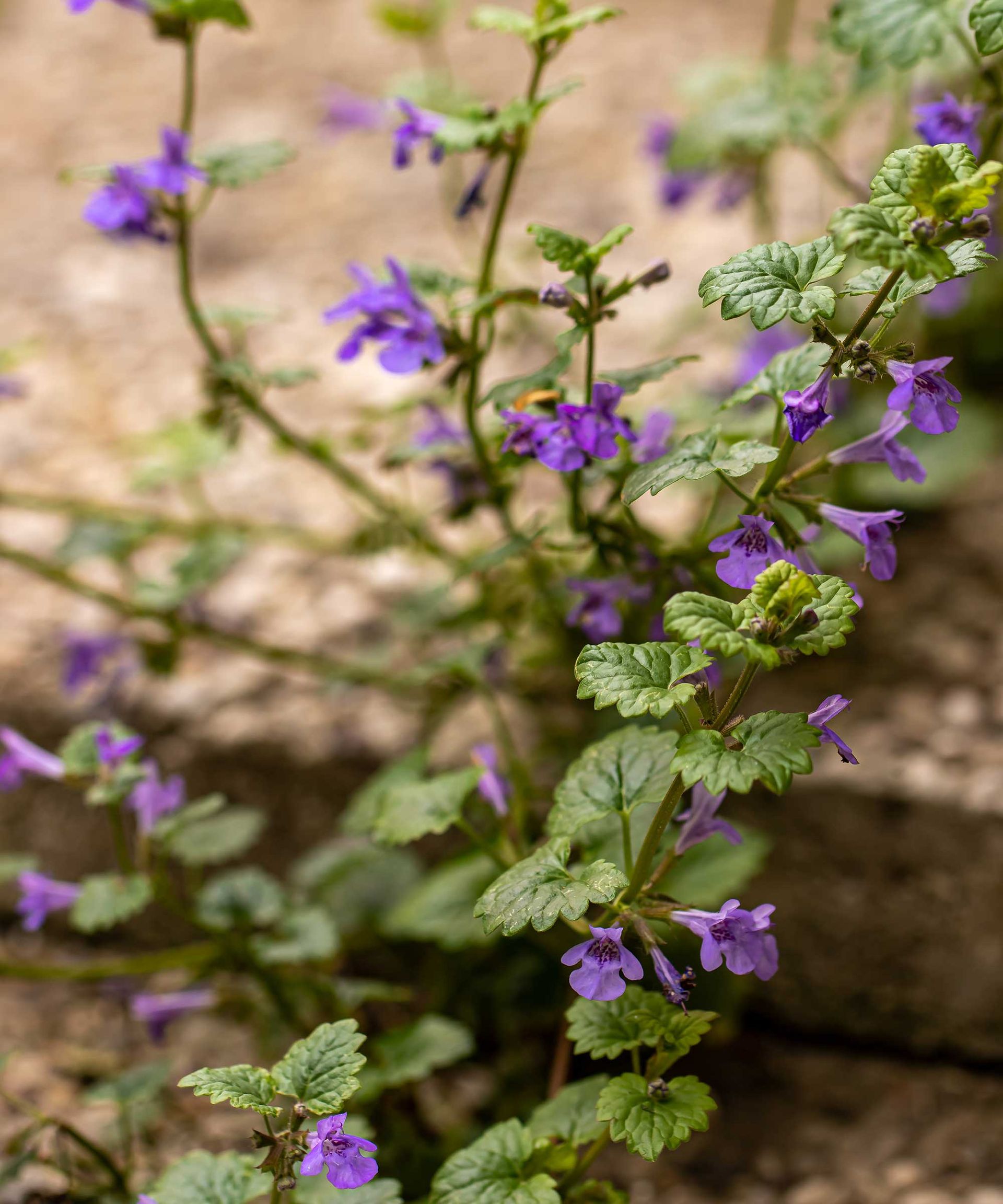 How to get rid of creeping Charlie: 6 tips for ground ivy | Homes and ...