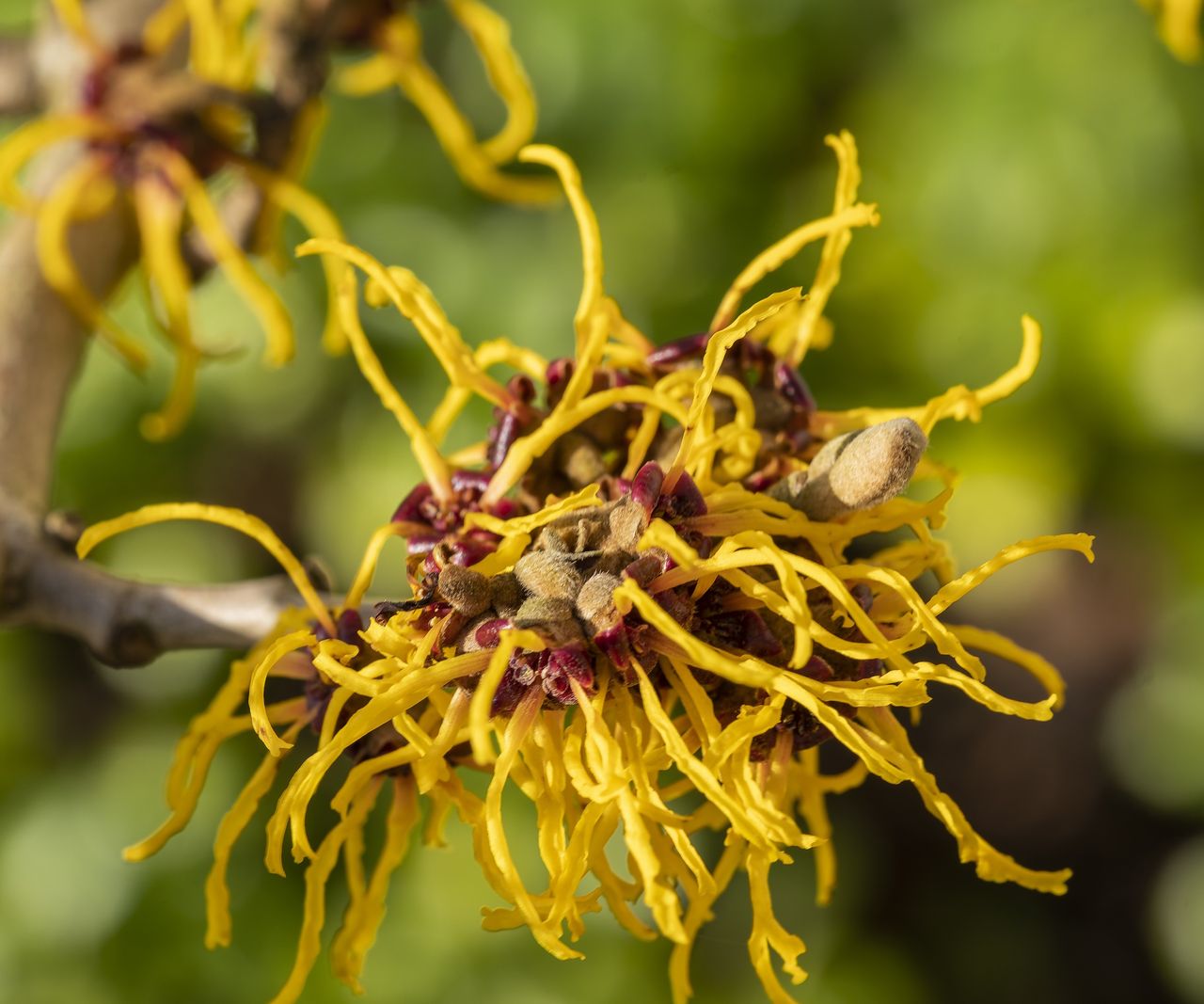 Best witch hazel varieties: unusual shrub recommendations | Homes and ...