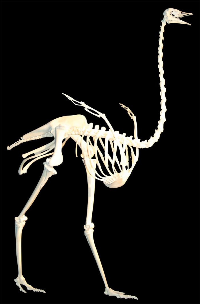 Take An Anatomical Safari Photos Of Inside Out Animals Live Science