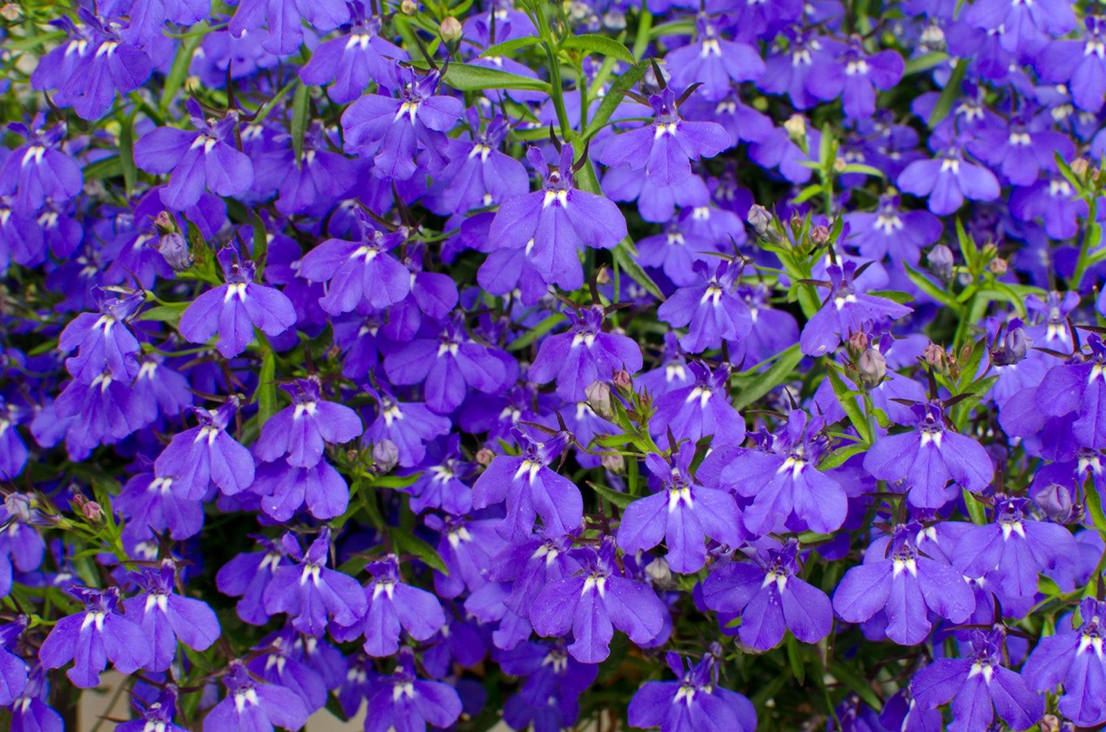 Edging Lobelia Care: How To Grow Trailing Lobelia Plants | Gardening ...