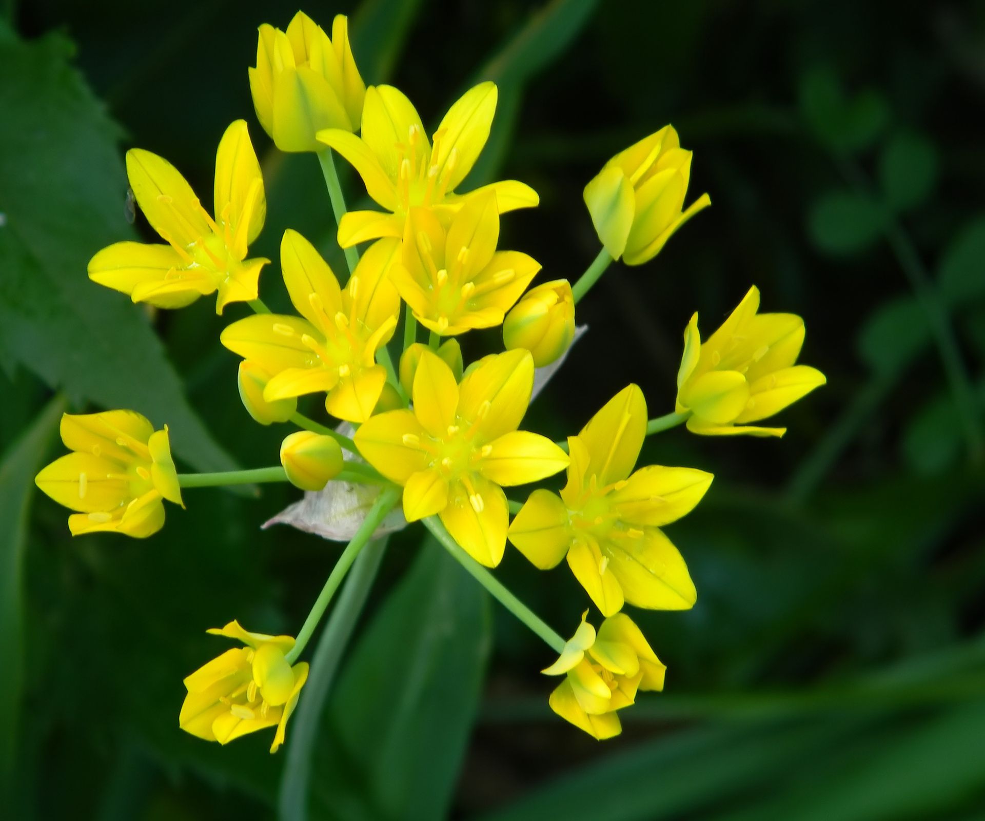 Easiest bulbs to grow: 9 fuss-free blooms for dazzling color | Homes ...