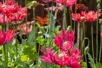 How to grow poppies: top tips on growing and caring for these stunning ...