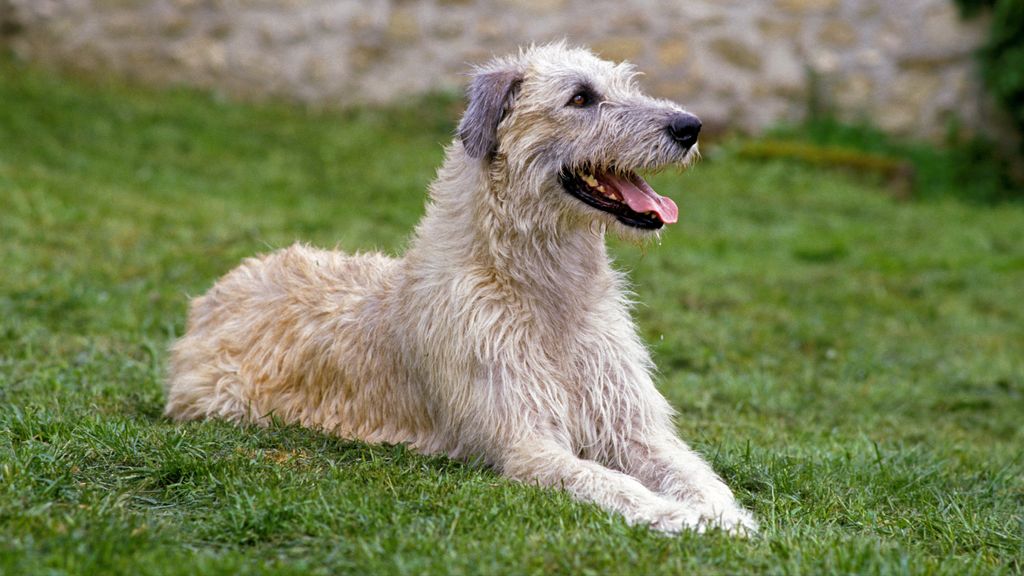 20 laziest dog breeds | PetsRadar