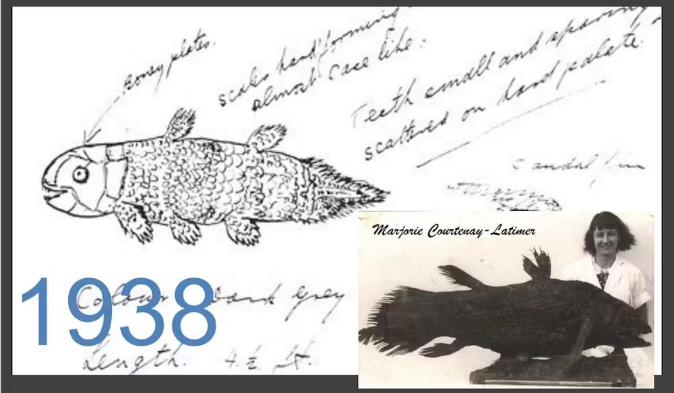 380 million-year-old remains of giant fish found in Australia. Its ...