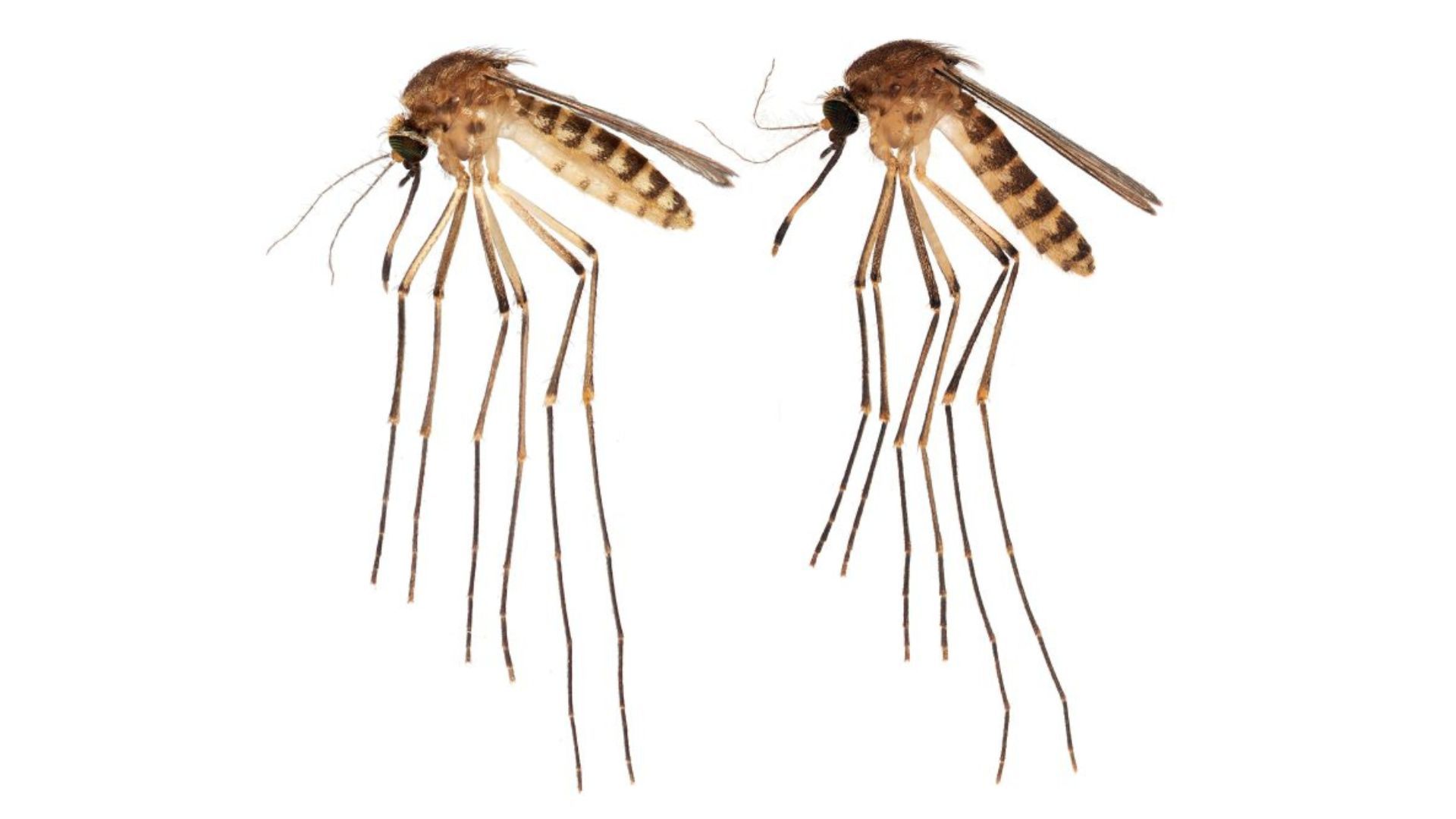New invasive mosquitoes descend on Florida, raising concerns of disease ...