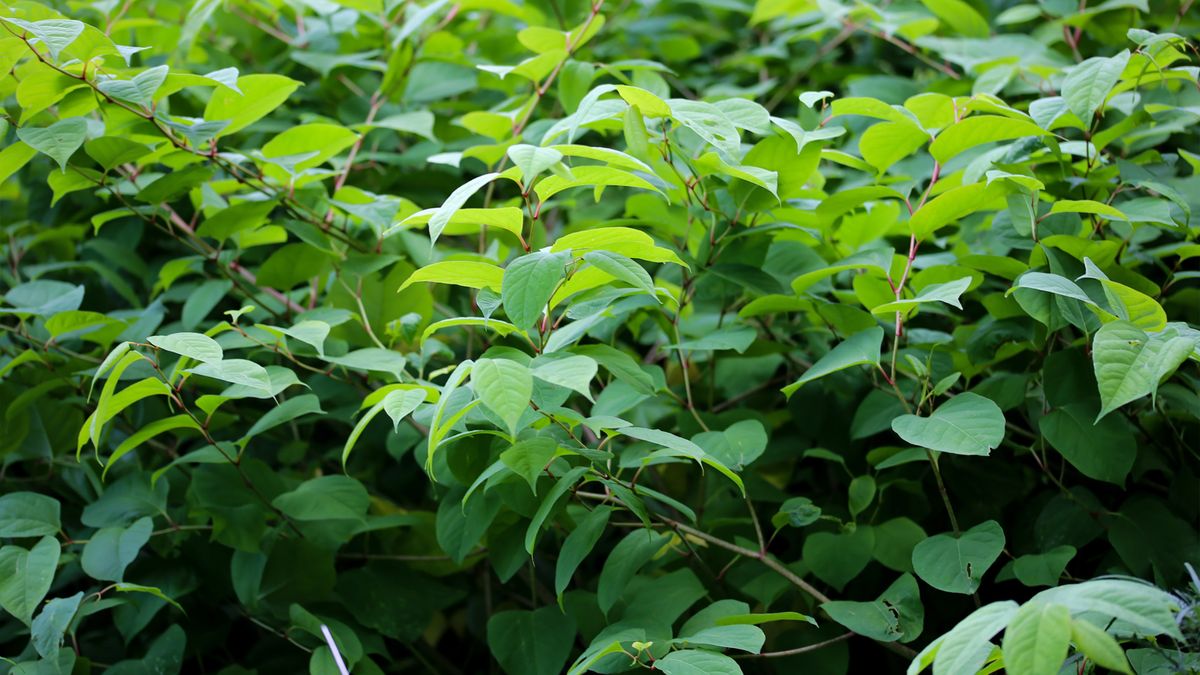 Japanese knotweed guide: how to remove it and stop it from spreading ...